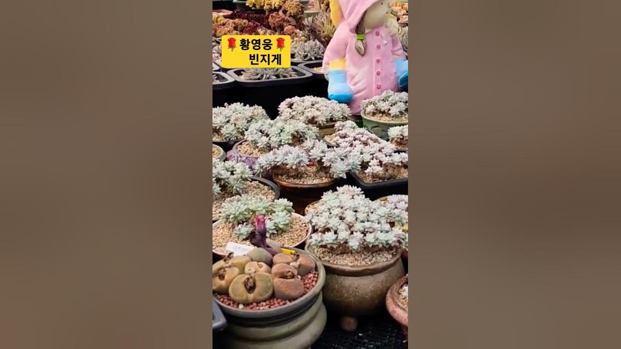 황영웅빈지게다육이다육이사랑이쁜다육이들다육식물이쁜다육이도도다육아가들다육이구경갔어요다육다육이들이쁜황영웅노래