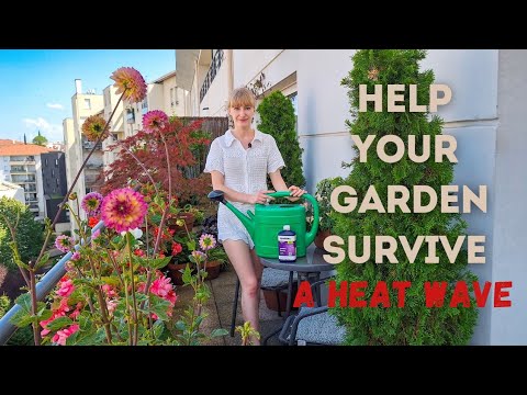 Gardening During a Heatweave - What You Should & Shouldn't Do With ...