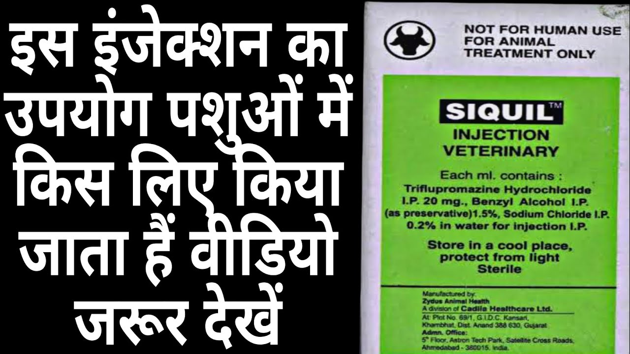 Siquil injection का पशुओं में क्या उपयोग हैं देखिये#bufalo में#pashu ...