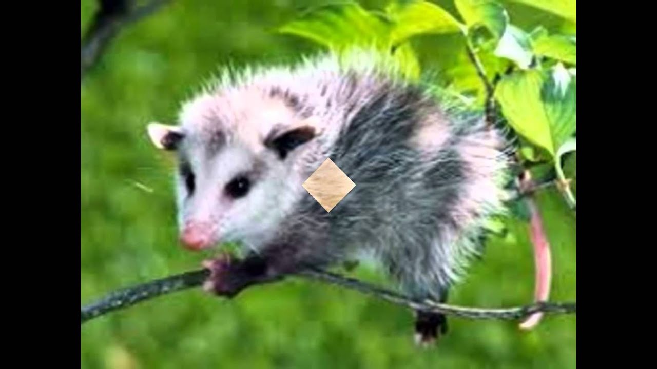 My Animal Pictures Slideshow - YouTube