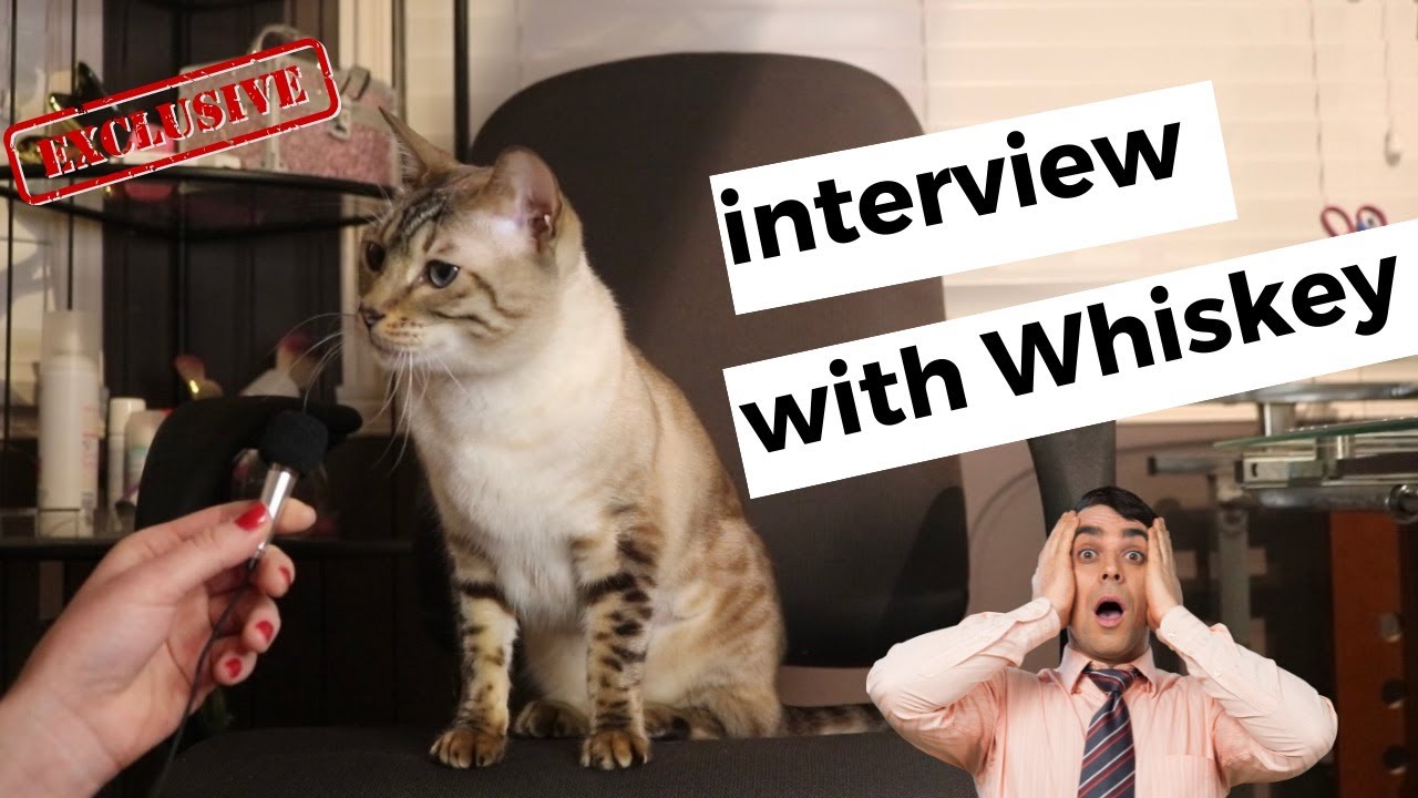 INTERVIEW WITH A CAT! - YouTube