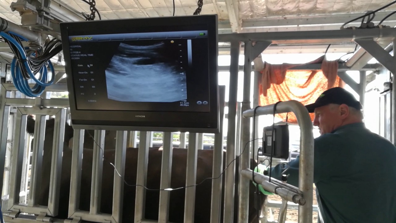 BMV Technology, BestScan® S6 Curve video By BMV Technology&AgriScan ...