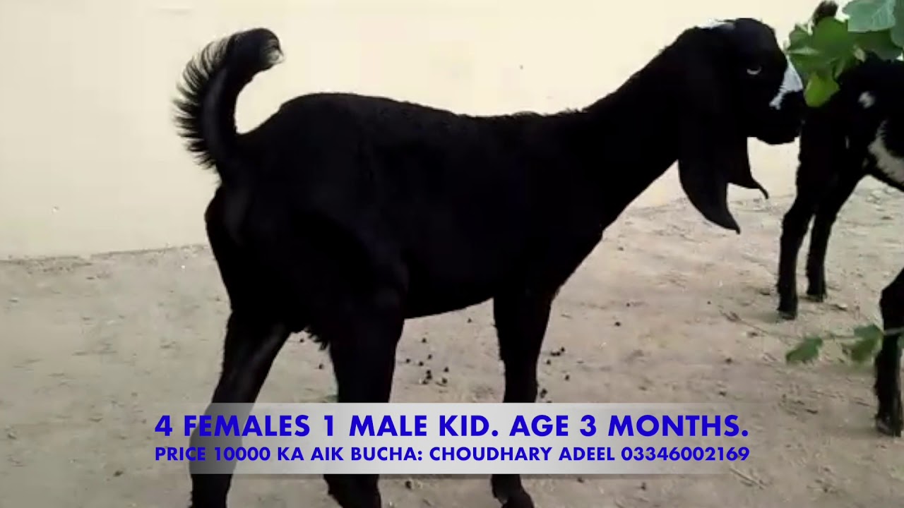 Nagra Beetal Buchay for Sale : age 3 months: Price 10000 aik bucha ...