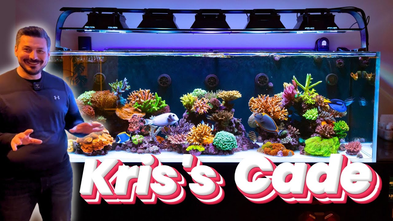 Kris's Cade - Triton Based SPS Stunner!!! - YouTube