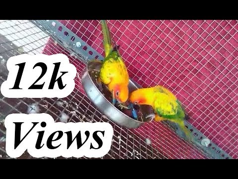 Sun Conure Breeding Setup | Behaviers & Eggs - YouTube