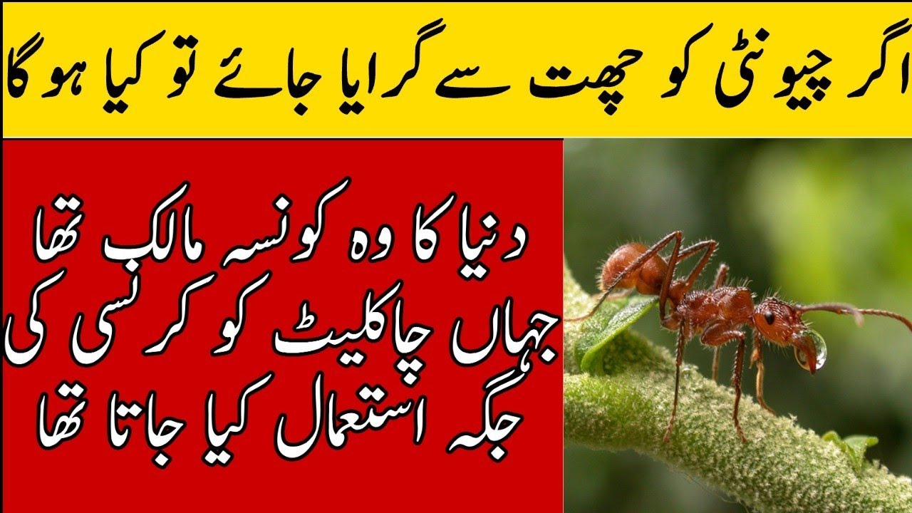 what will happen if ant is fall from higher place| choclate currency ...