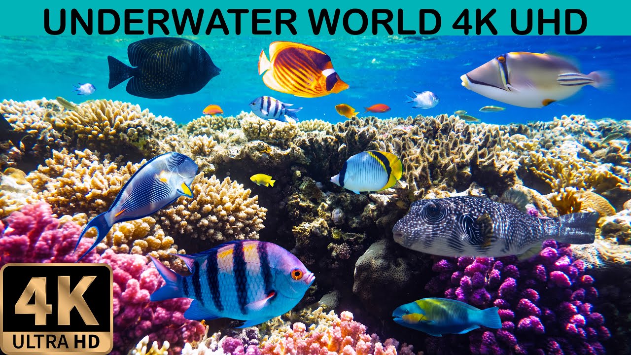 Underwater World 4K UHD + Relaxing Music - Coral Reefs & Colorful Sea ...