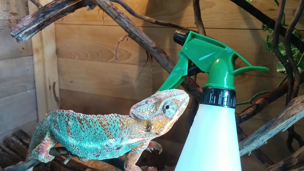 Drinking Chameleon - YouTube