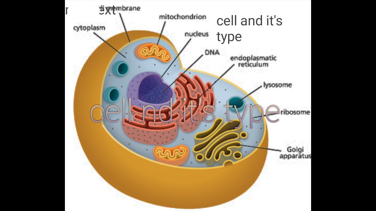 Cell the Unit Of Life YouTube cell-the-unit-of-life-youtube
