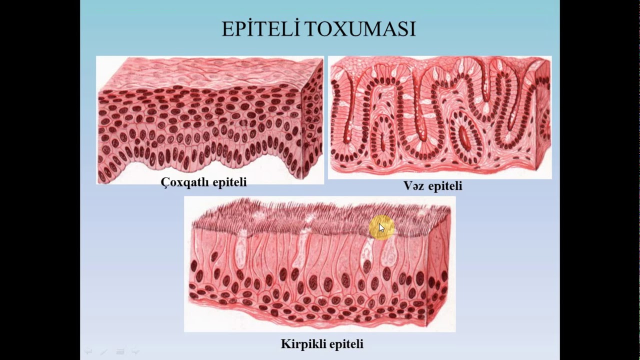 60 İNSANDA TOXUMA VƏ ORQANLAR SİSTEMİ - YouTube