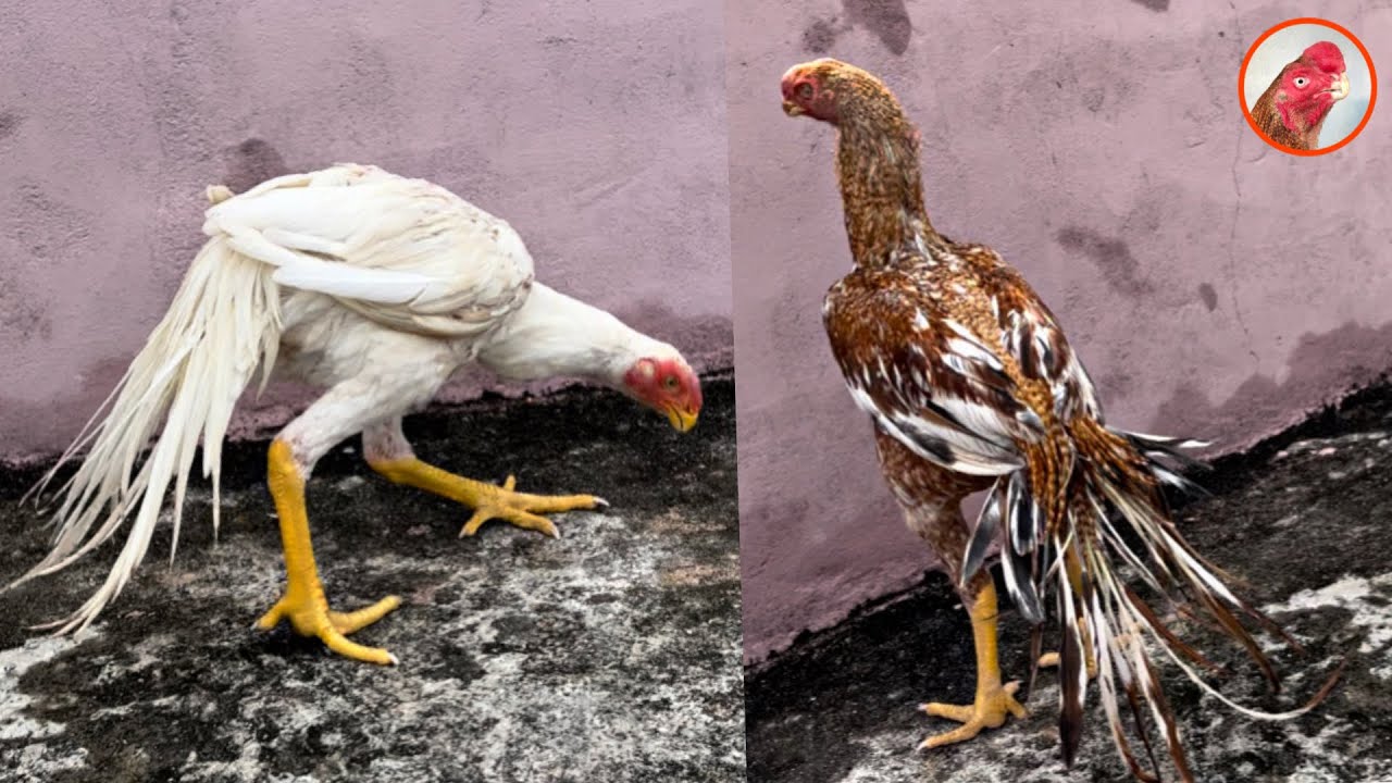 Parrot beak long tail 2 beautiful Chicks || #7093717284 || Nayak Parrot ...