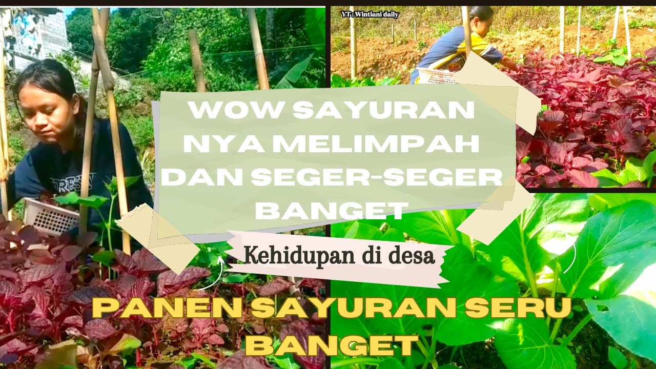 40 Hari Berkebun Menanam Macam- Macam Sayuran | Panen Berbagai Sayuran Banyak Di Kebun | Rural ...
