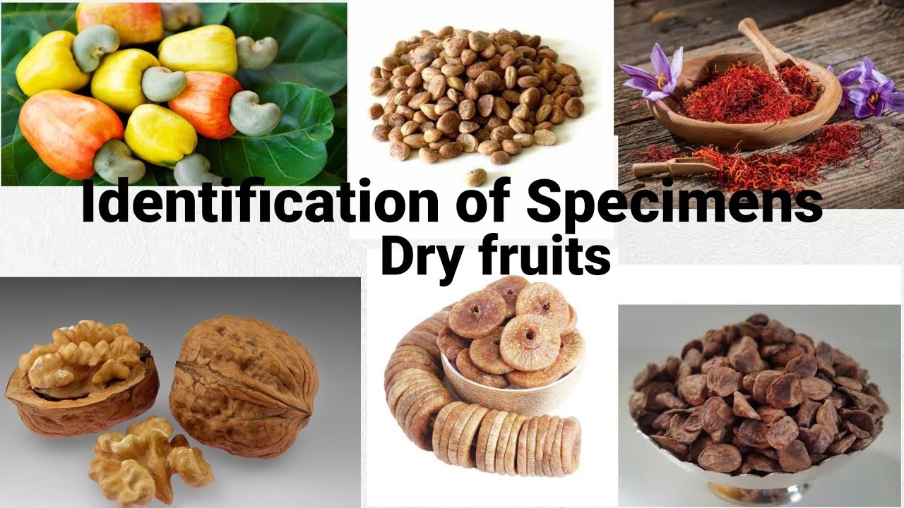 Specimens Identification | Dry Fruits #5 |#agripractical - YouTube