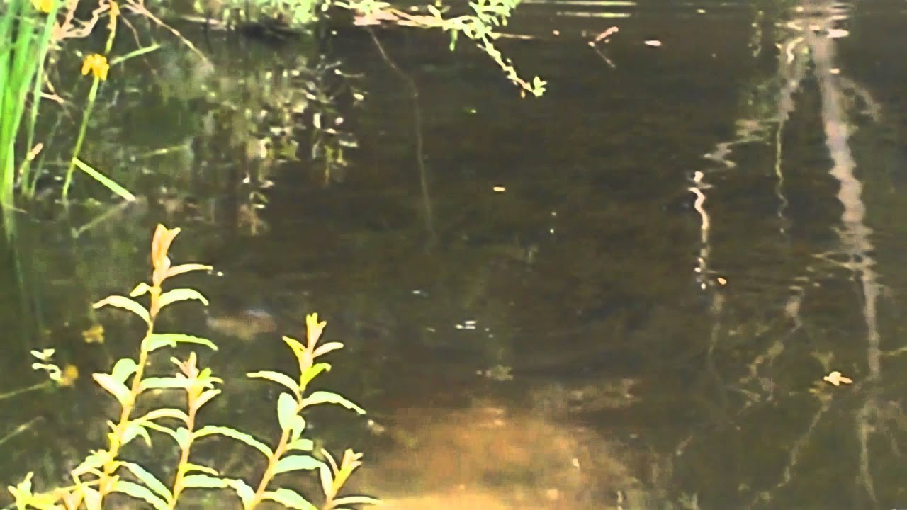 Westgate tench spawning - YouTube