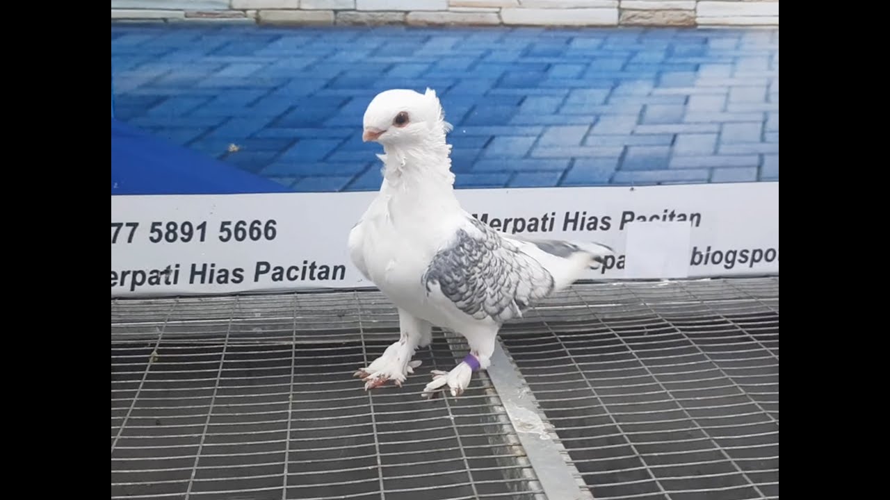 Merpati Santinet 25052021 - YouTube