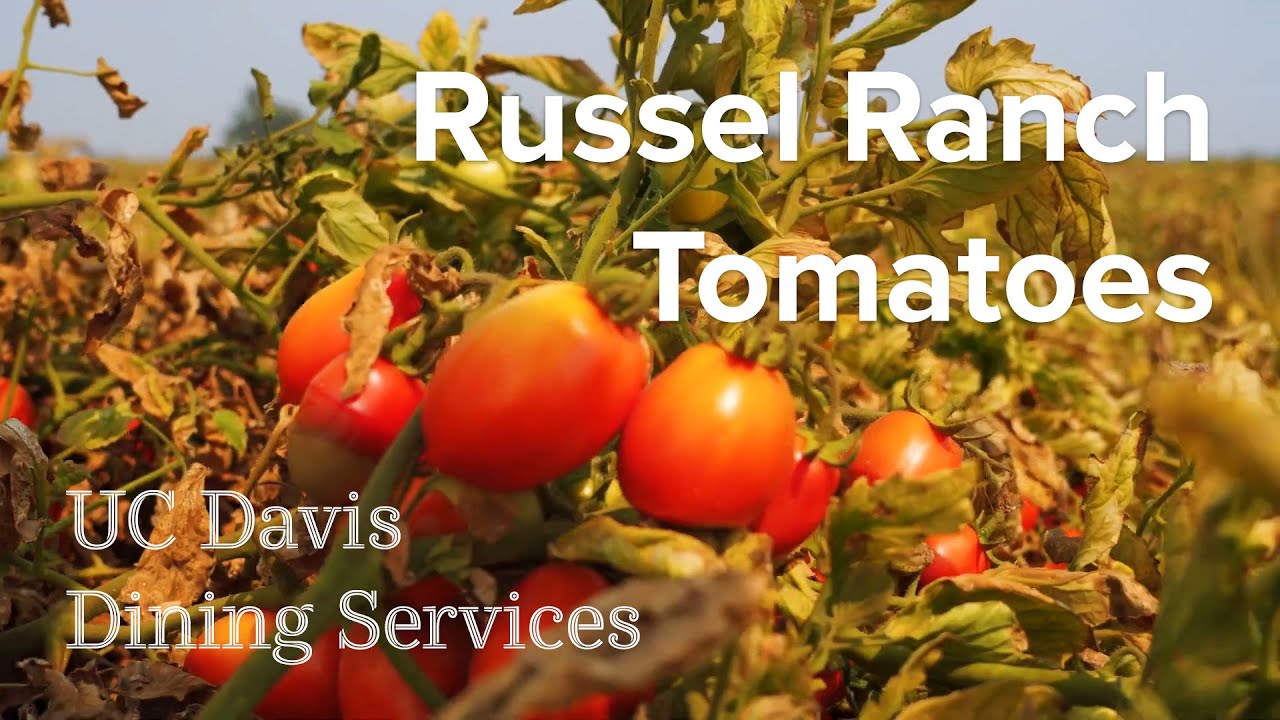 UC Davis Dining Services - Russell Ranch Tomatoes - YouTube