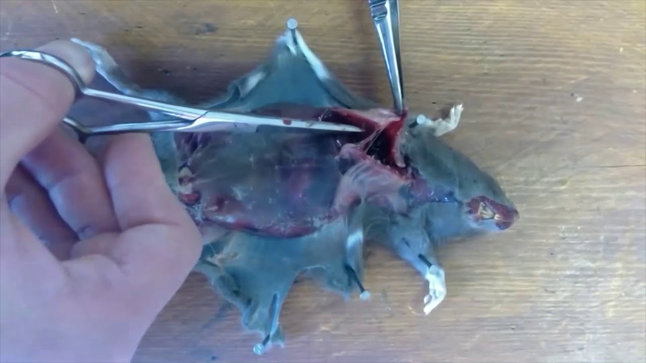 Rat Dissection - YouTube