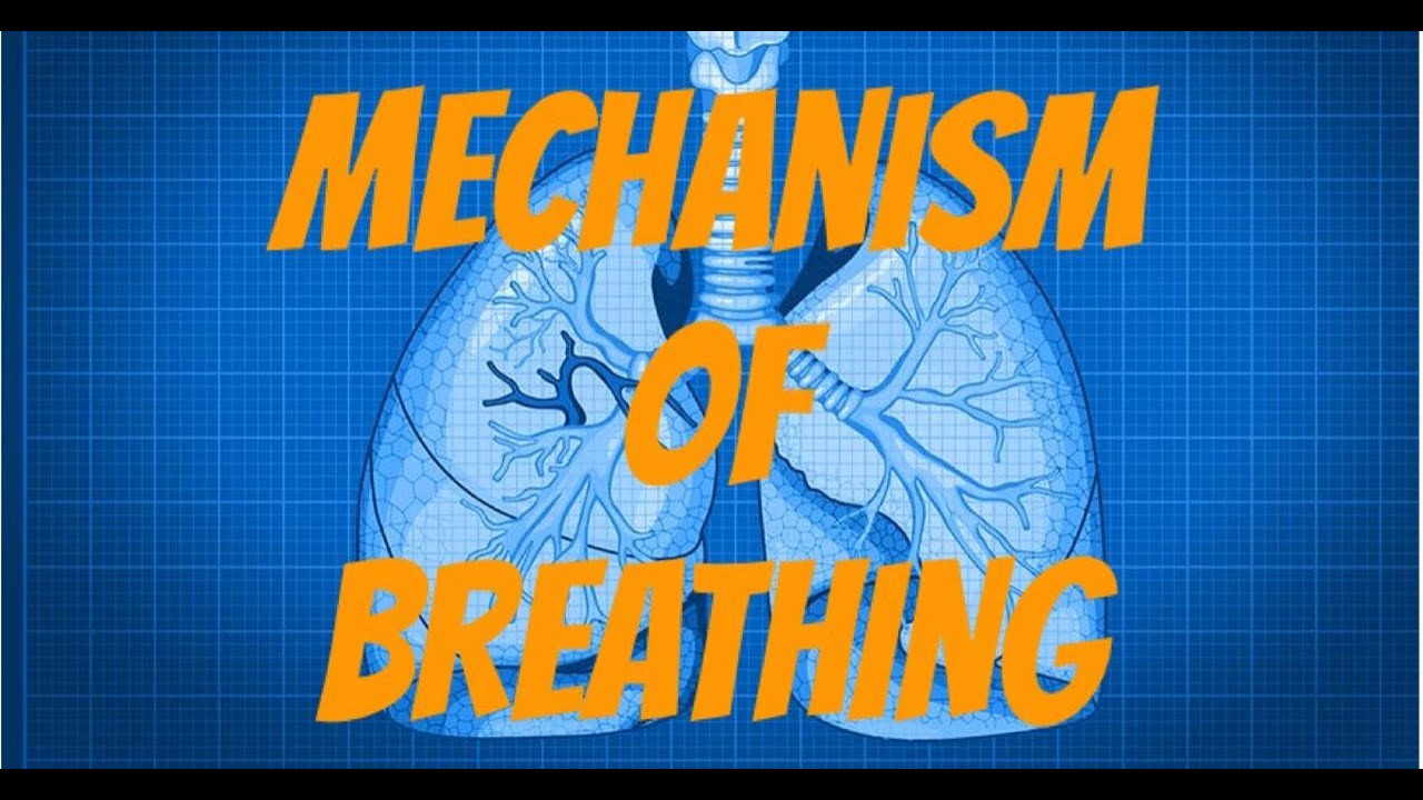 How do we breathe?|mechanism|physiology|simple and easy|detailed ...