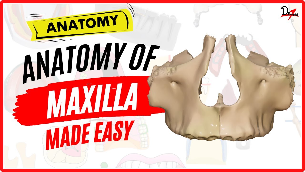 Anatomy of Maxilla | ANIMATED - YouTube