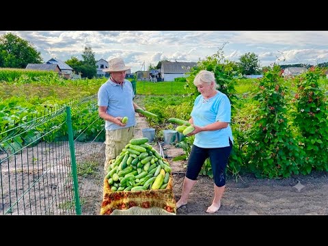 Slow Living in Ukraine: 🏡Tending the Garden and Caring for the Home.