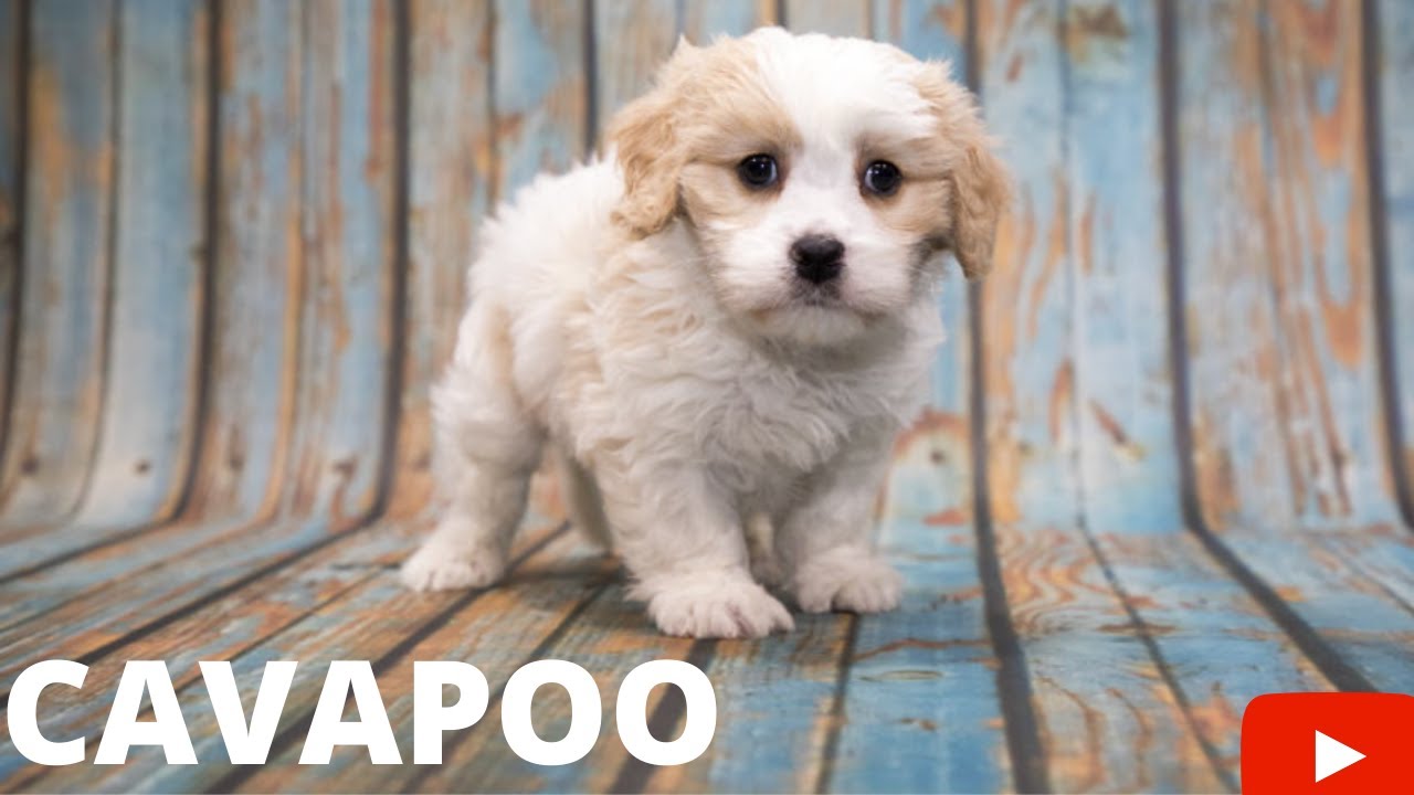 🔥 Cavapoo Pros And Cons - 101 Owners Guide And Facts - YouTube