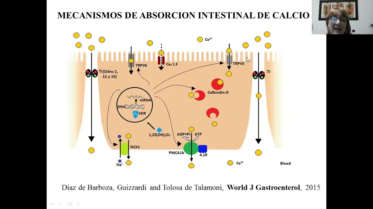 01 Evaluación de la absorción intestinal de calcio - YouTube