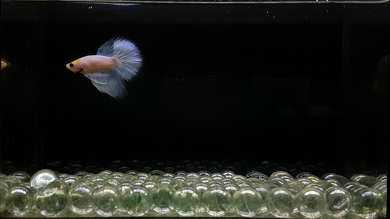 Male betta: JN45 Fancy White Beige Neon Glow Brush Tail HM - YouTube