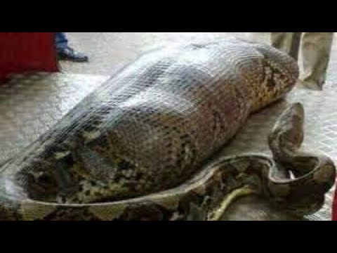 MUST SEE! DUDE PASSES OUT AFTER SEEING BIG ASS SNAKE! SNAKE PULLS HIS AZZ IN SNAKE HOLE! WHAT ...