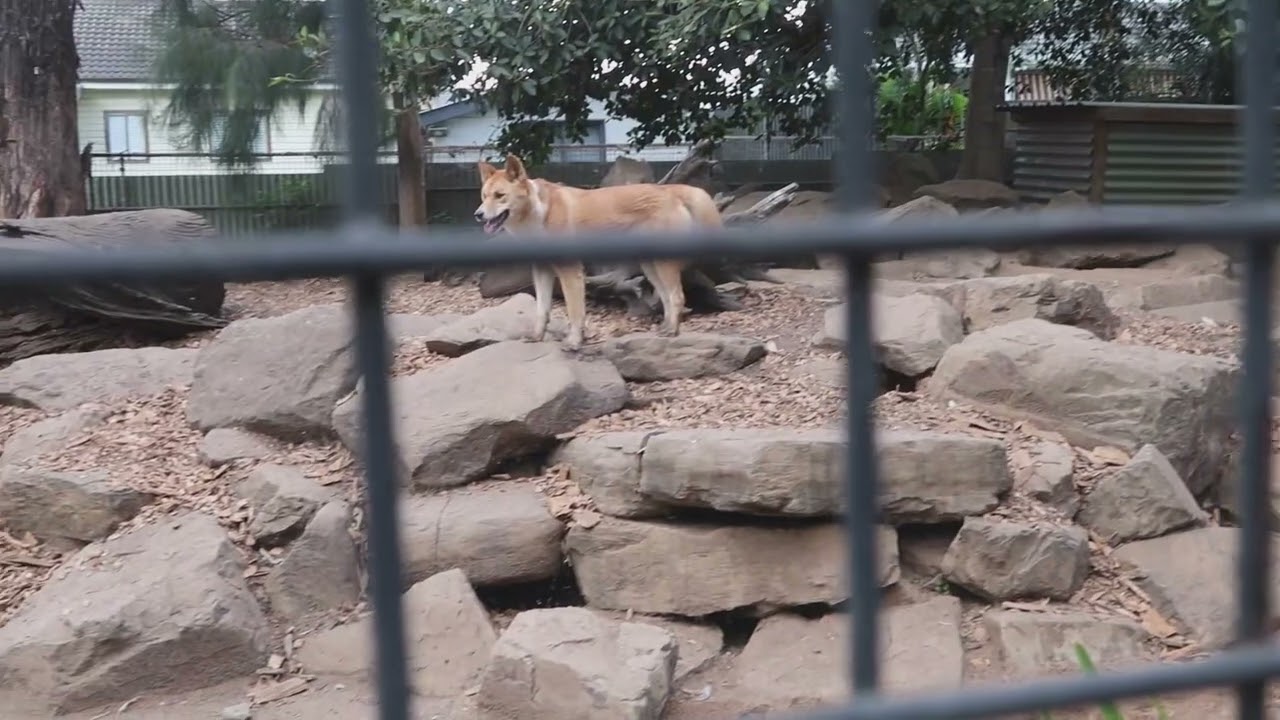DINGOES - Australia's Wild Dog - Featherdale Zoo - How do you feel ...