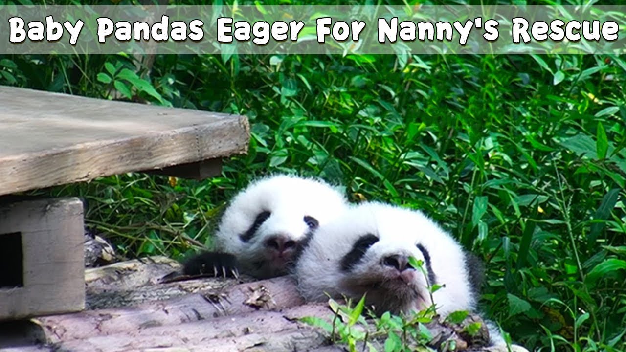 Baby Pandas Eager For Nanny's Rescue | iPanda - YouTube