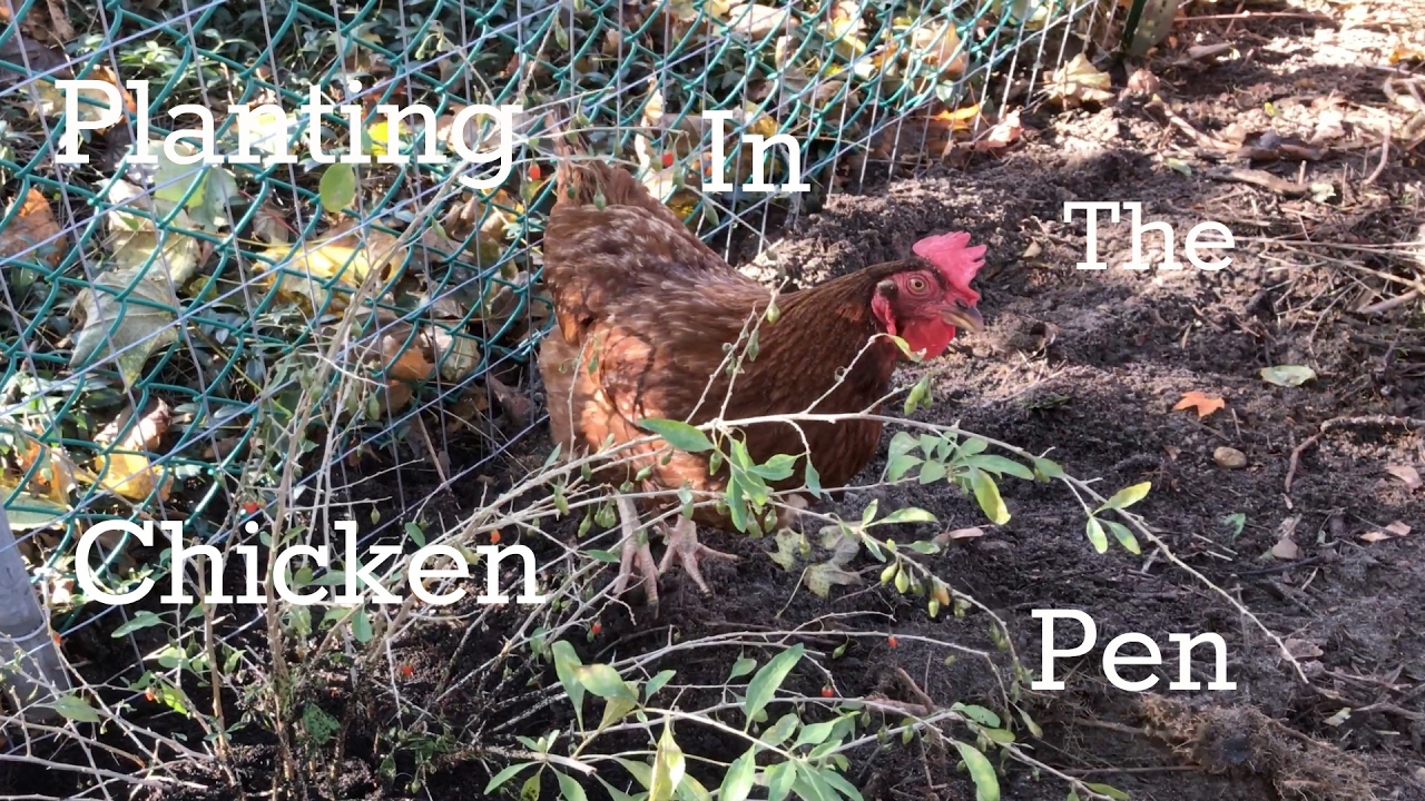 Chicken Proof Planting Technique, Planting In The Chicken Pen - YouTube
