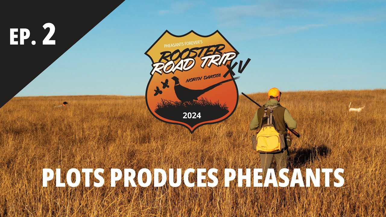 Rooster Road Trip XV Ep. 2 | PLOTS Produces Pheasants | 2024 Public ...