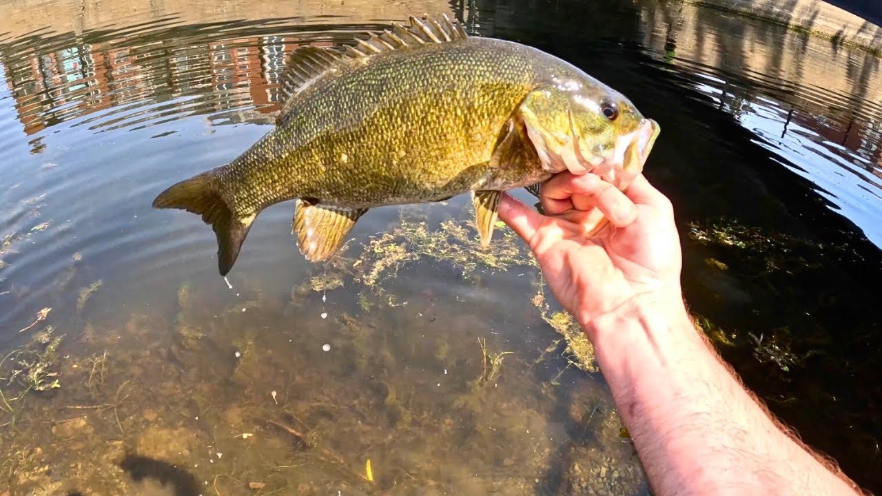 URBAN Sight Fishing For Bass (the only lure you need) - YouTube
