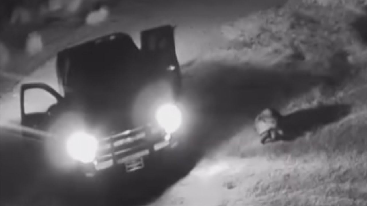 Giant tortoise crushed by would-be thieves in Laveen - YouTube