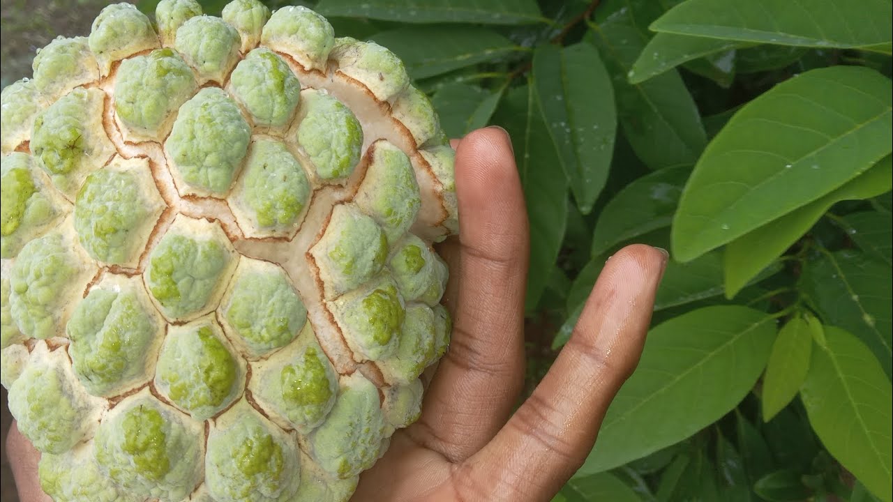 Sitafal | Fruit farming 2025 - YouTube