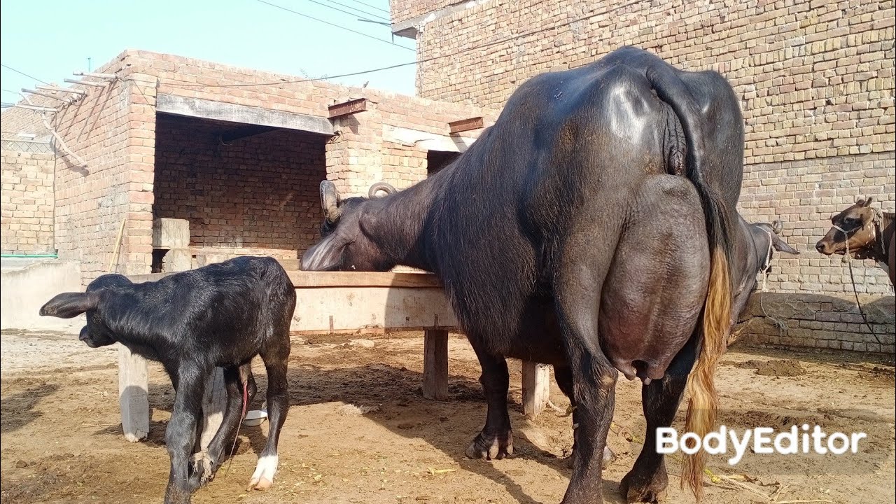 Beautiful Neeli Ravi Buffalo for Sale in Pakistan on YouTube 6, 2024 ...
