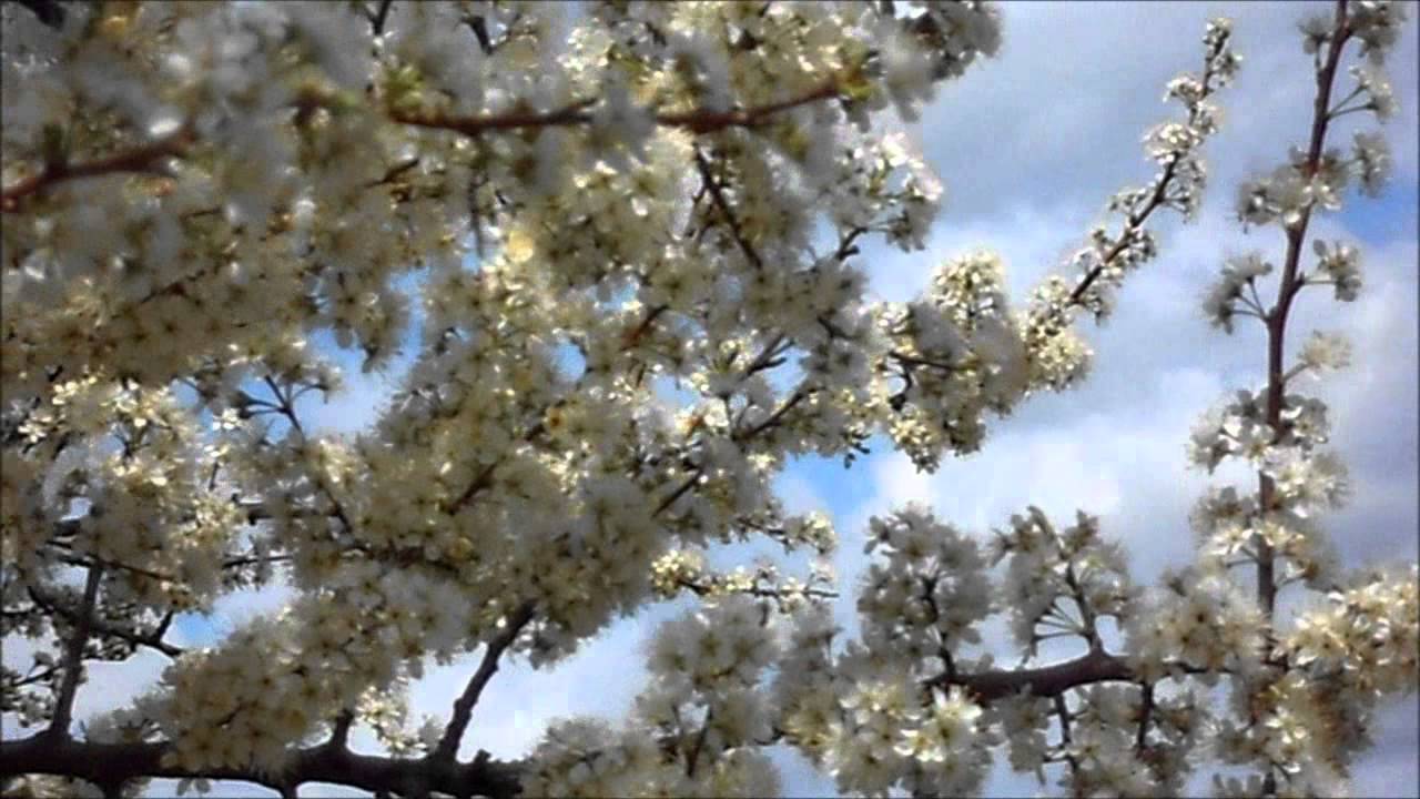 May 2 2014 bees at MMU - YouTube