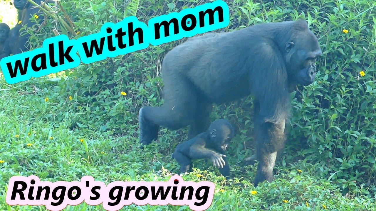 Gorilla baby Ringo learned to walk with mom /金剛寶寶Ringo練習走路 - YouTube