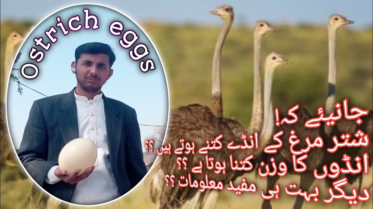 ShitarMurgh eggs/Ostrich Eggs| very useful Informations about Ostrich ...