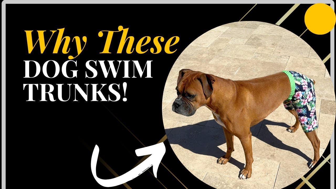 Review of these Cute Dog Swim Trunks - YouTube