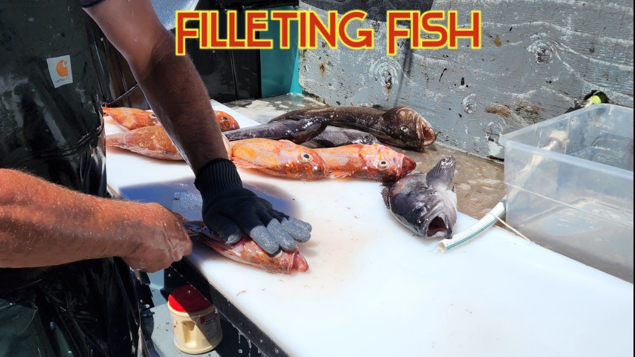 How To Fillet A Rock fish and Lingcod fish | Fishing Exciting and ...