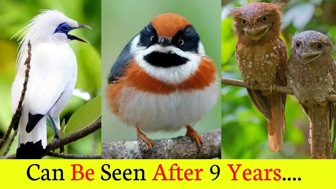 Can Be Seen After 9 Years | You are lucky if you see this bird | most ...