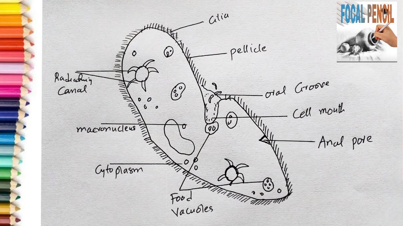 Learn How To Draw A Paramecium ( Step by step Drawing tutorial) - YouTube