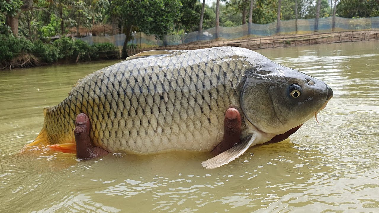 Unique Underwater Fishing | Best Fish Catching | Best Fishing Video ...
