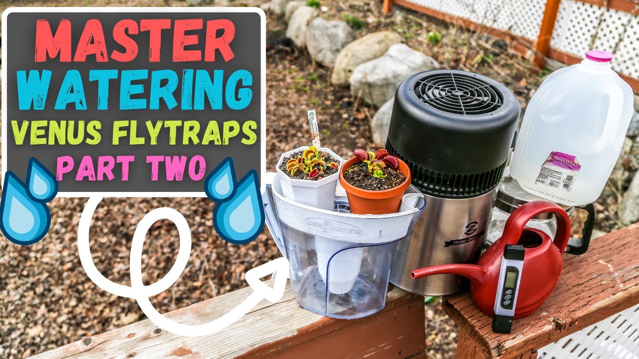 Watering Venus Flytraps Best Type - Distilled, RO, Zero, Tap? Part 2 ...