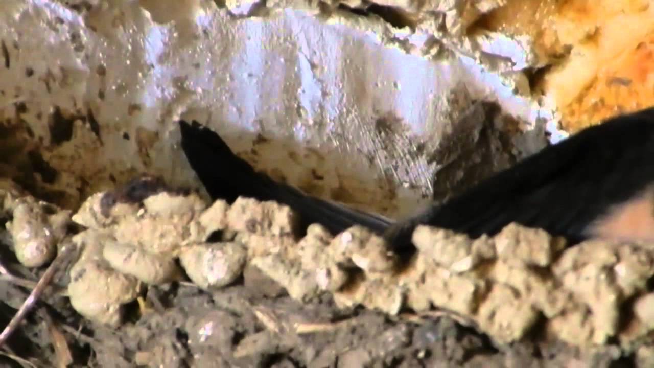 Barn swallows family. Pui de randunica - YouTube