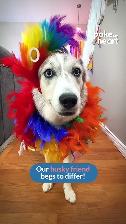 This #Husky doesn't just walk, they sashay in #Rainbows! - YouTube