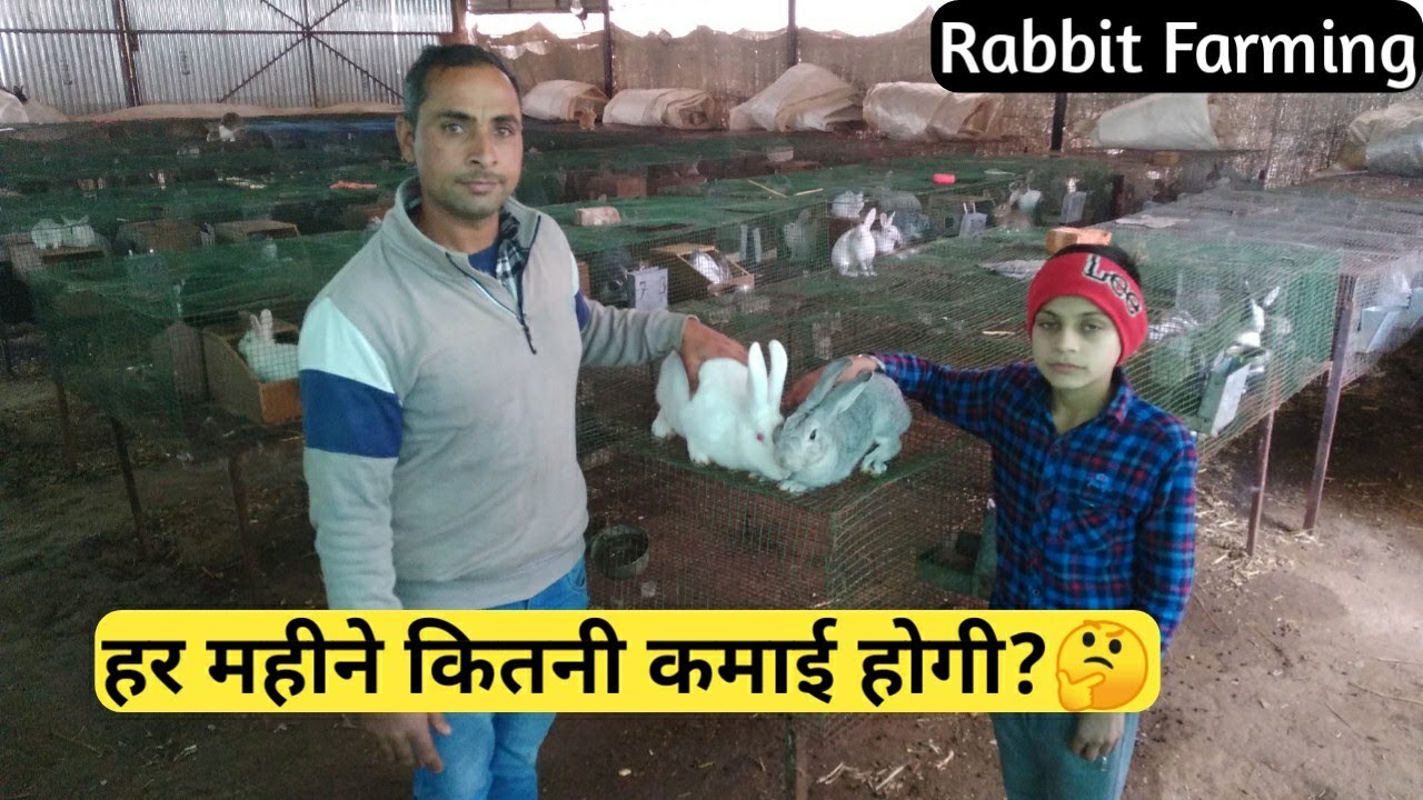 खरगोश पालन में कितना फायदा-नुकसान । rabbit farming in home । kisan ...