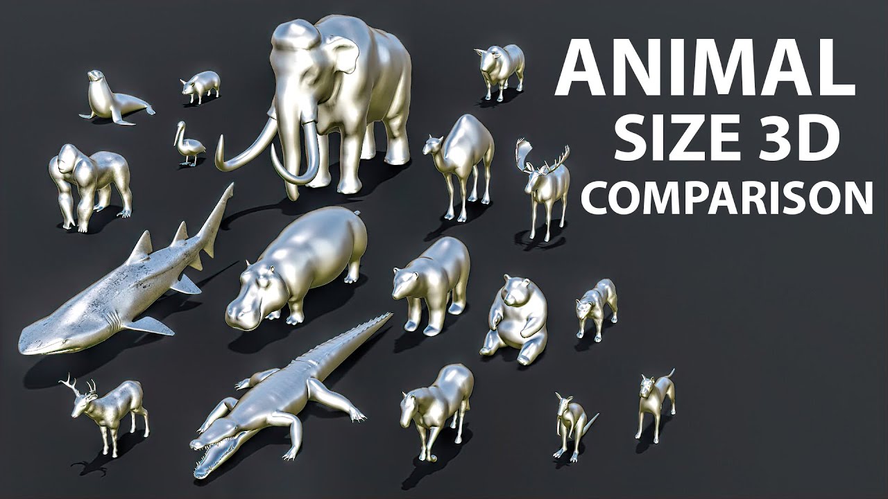Animal Size Comparison 3D - YouTube