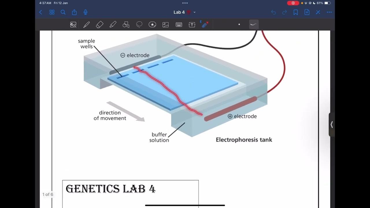 Lab Genetics | Gel Electrophoresis - YouTube